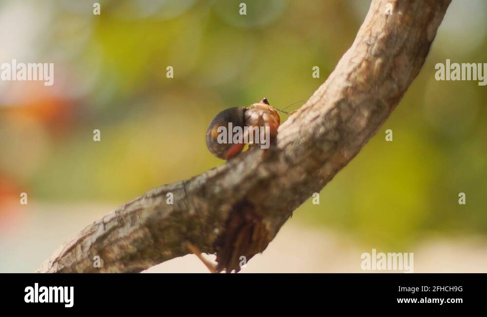 Hermit Crab climbing a tree branch in Costa Rica with some Bokeh in the ...