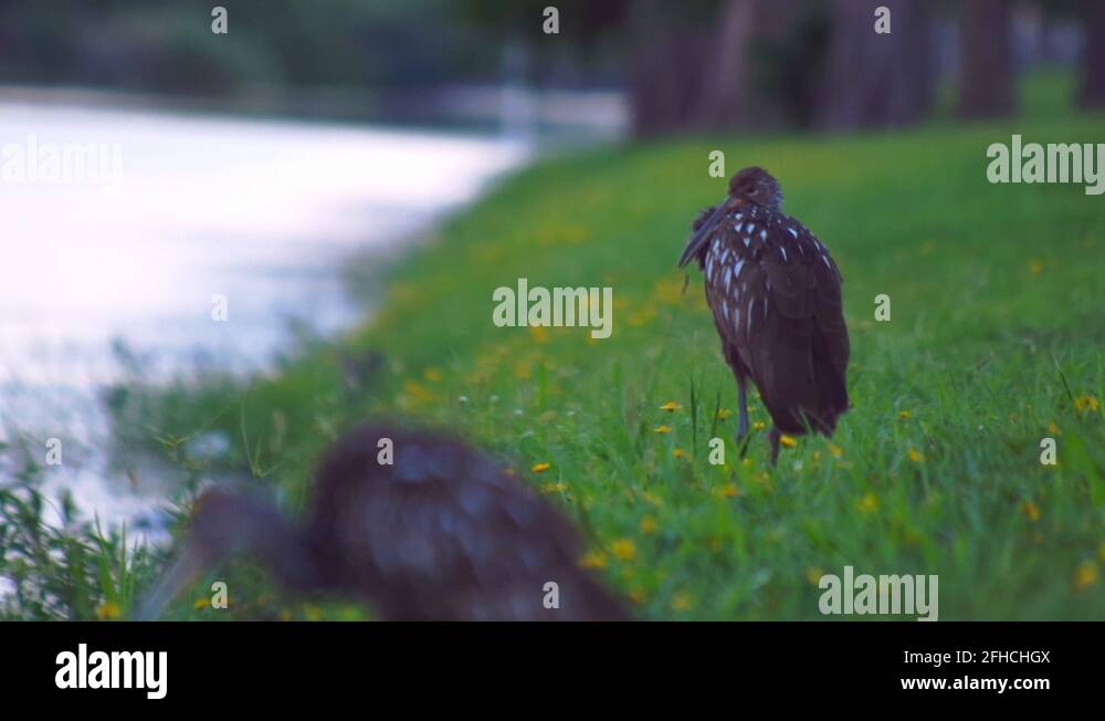 Grooming birds Stock Videos & Footage - HD and 4K Video Clips - Alamy