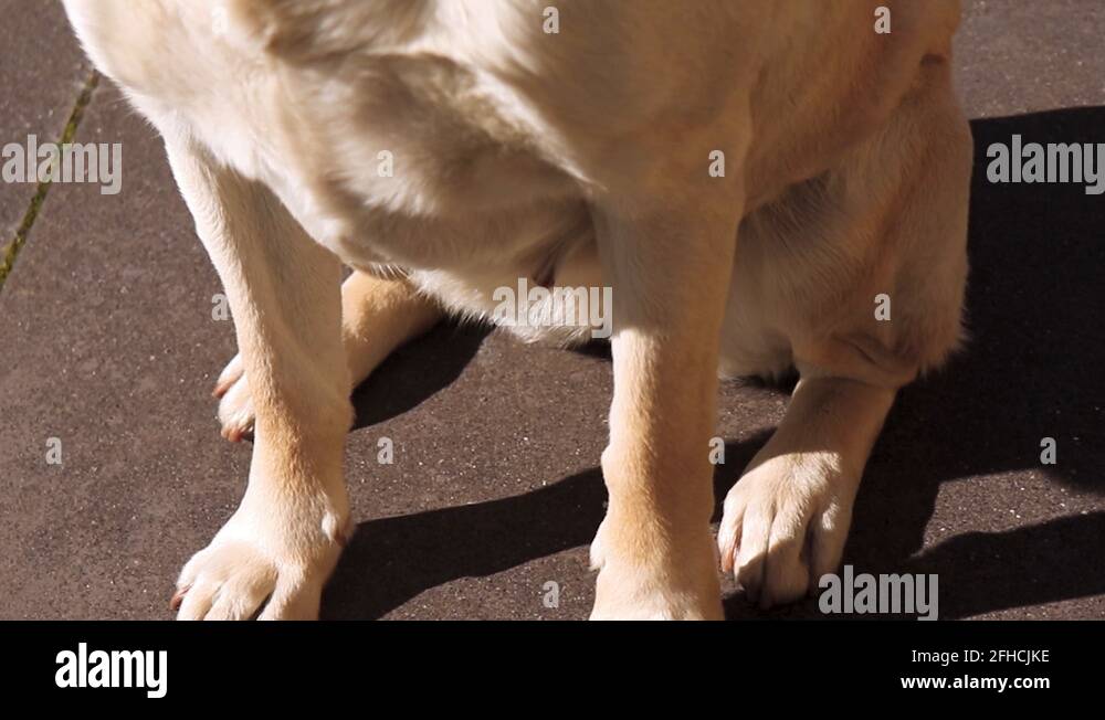 Labrador fun Stock Videos & Footage - HD and 4K Video Clips - Alamy