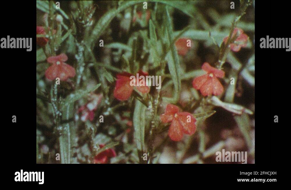 1960s: UNITED STATES: red witch weed in field around crops. Man digs ...