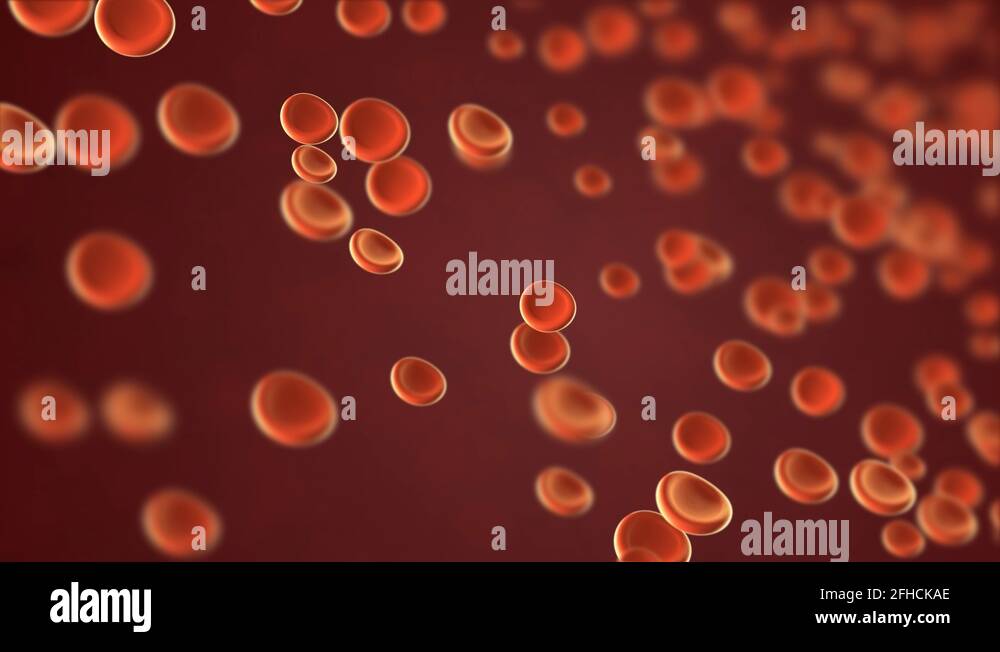 Red blood cells moving motion background loop Stock Video Footage - Alamy