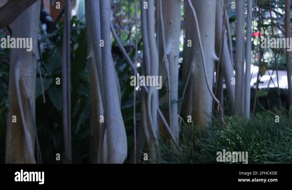 Tall thin tree Stock Videos & Footage - HD and 4K Video Clips - Alamy