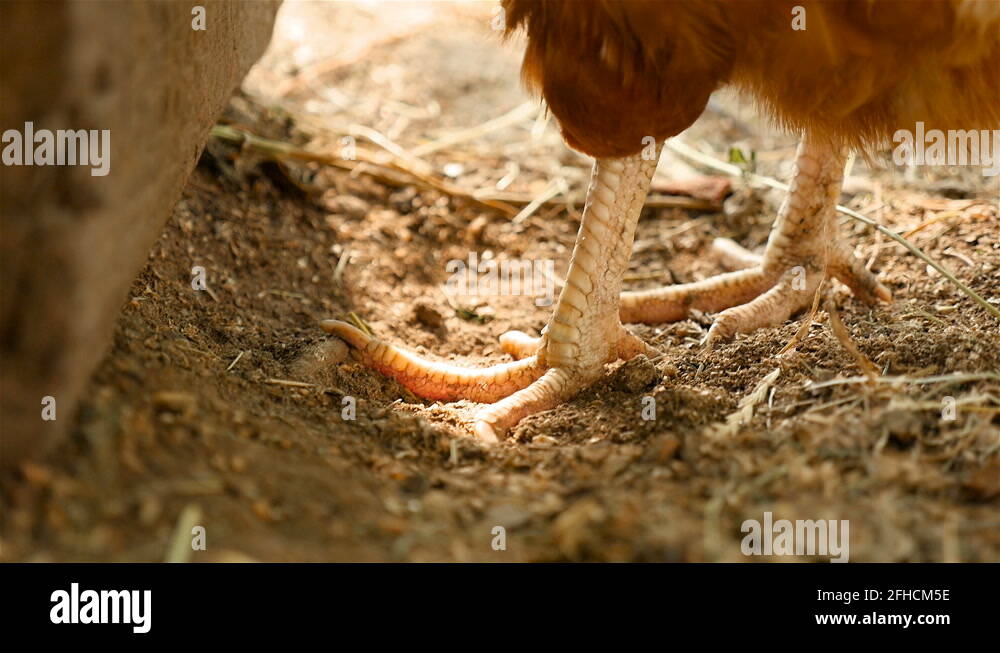 Chicken paws Stock Videos & Footage - HD and 4K Video Clips - Alamy