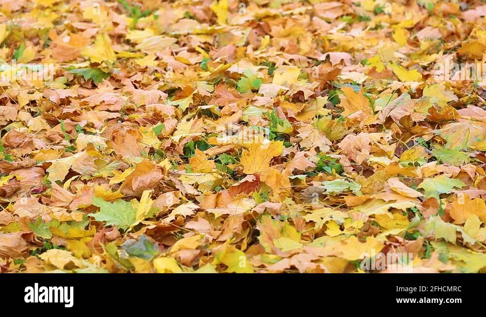 Lay lying natural nature plant Stock Videos & Footage - HD and 4K Video ...