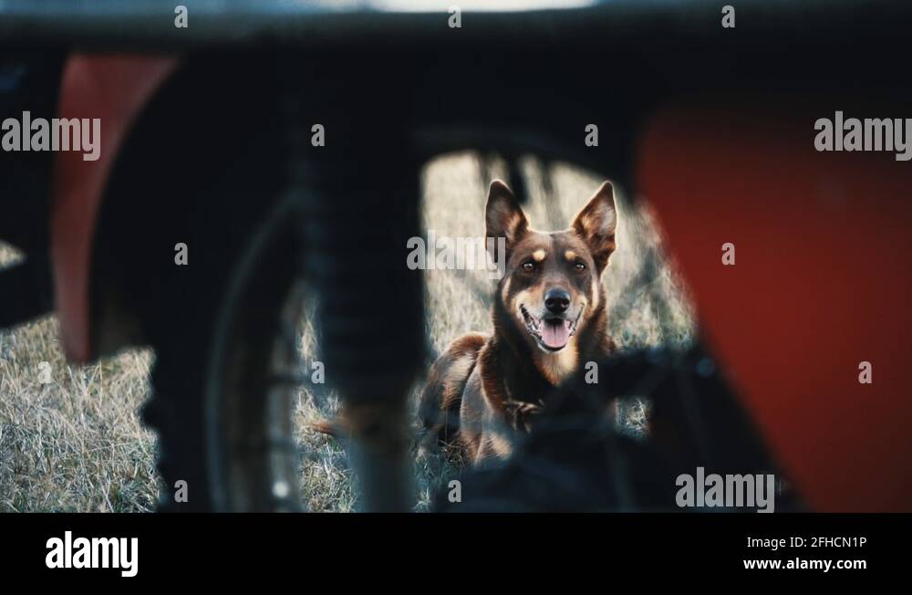 Postie bike australia Stock Videos & Footage - HD and 4K Video Clips - Alamy