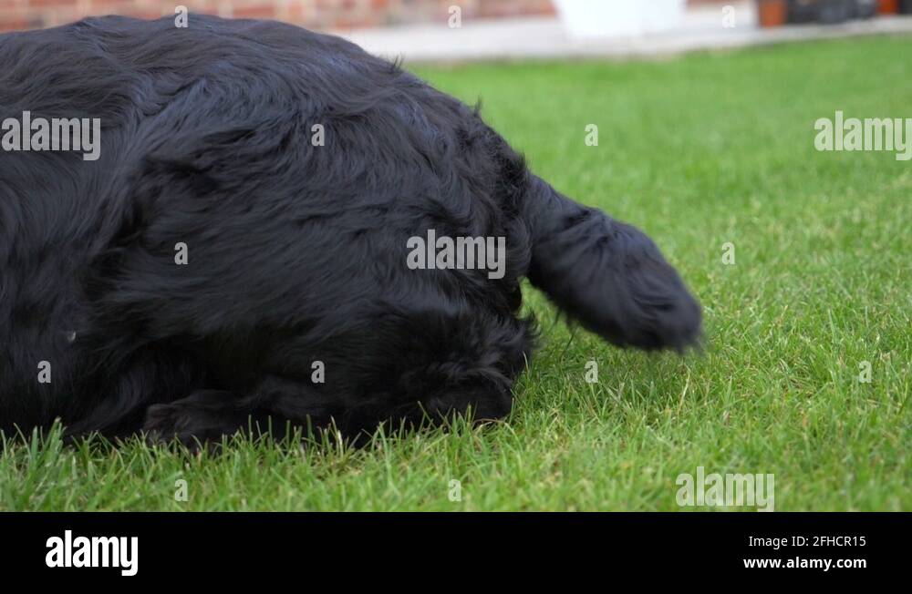 Short tail dog Stock Videos & Footage - HD and 4K Video Clips - Alamy