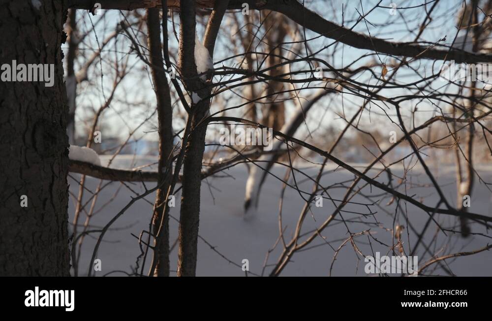 Branches on a pine tree Stock Videos & Footage - HD and 4K Video Clips ...