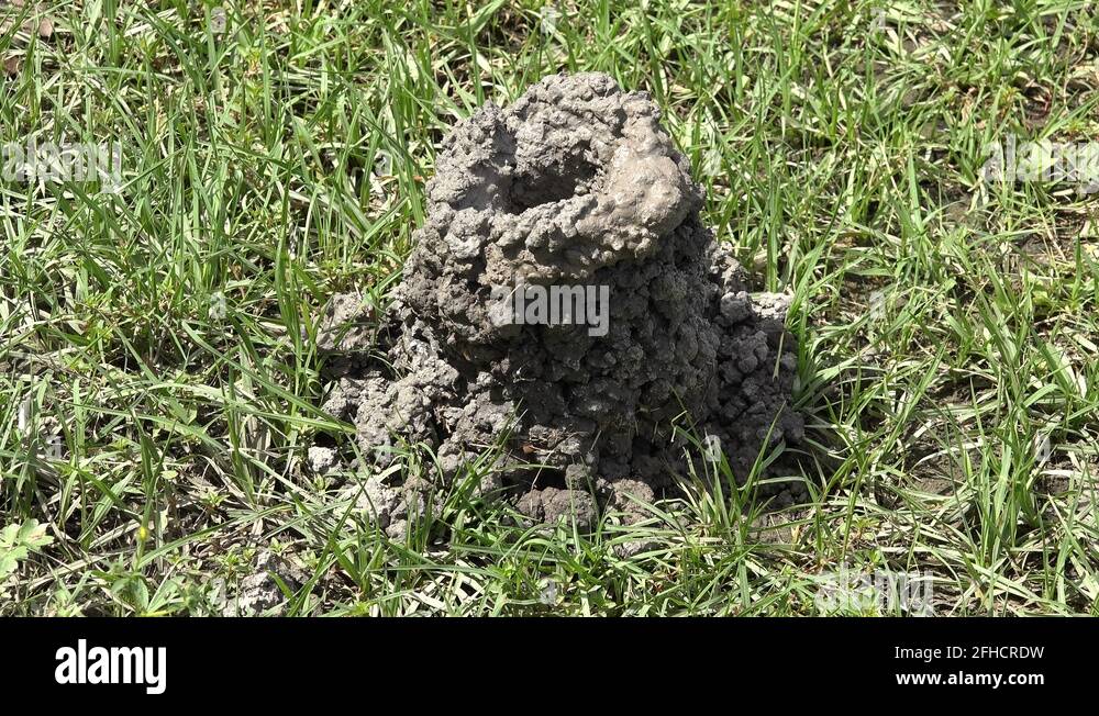 Crayfish mound Stock Videos & Footage - HD and 4K Video Clips - Alamy