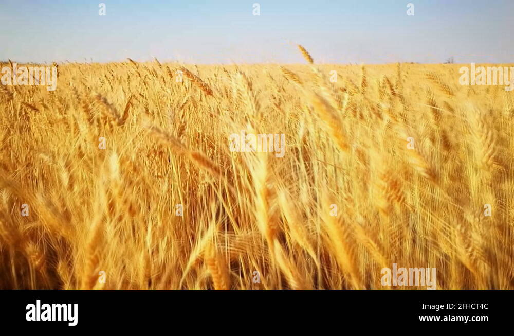 Harvest field agriculture Stock Videos & Footage - HD and 4K Video ...