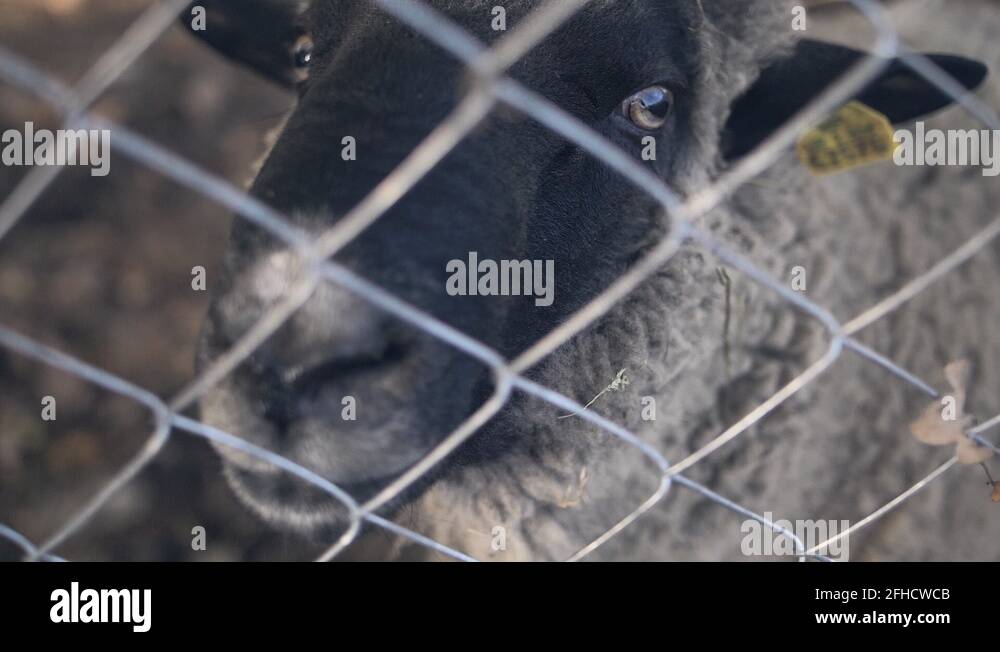 Sheep behind Stock Videos & Footage - HD and 4K Video Clips - Alamy