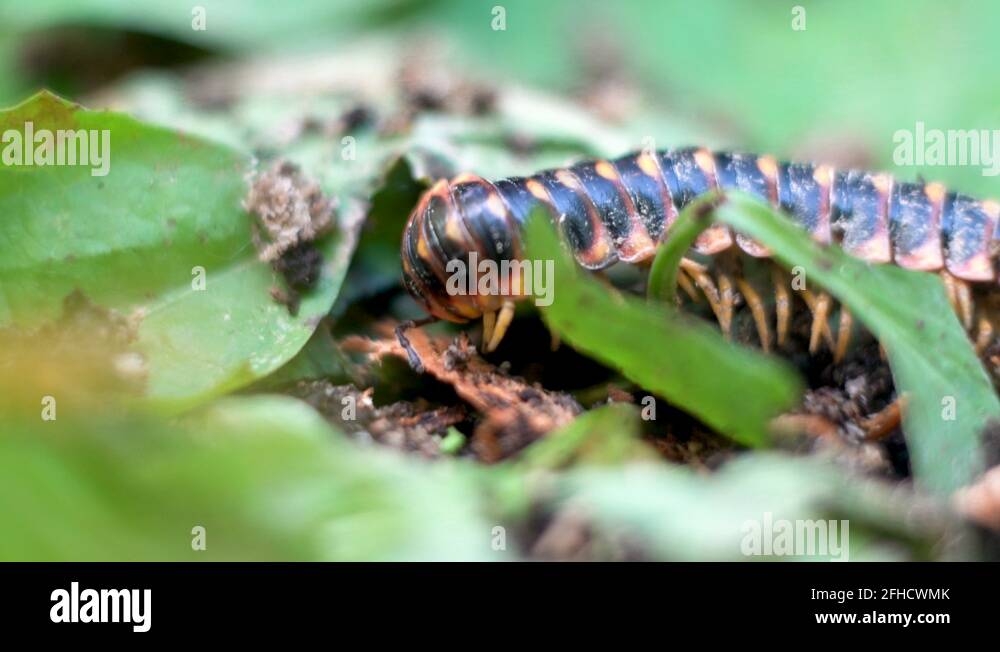 Giant centipede eating Stock Videos & Footage - HD and 4K Video Clips ...