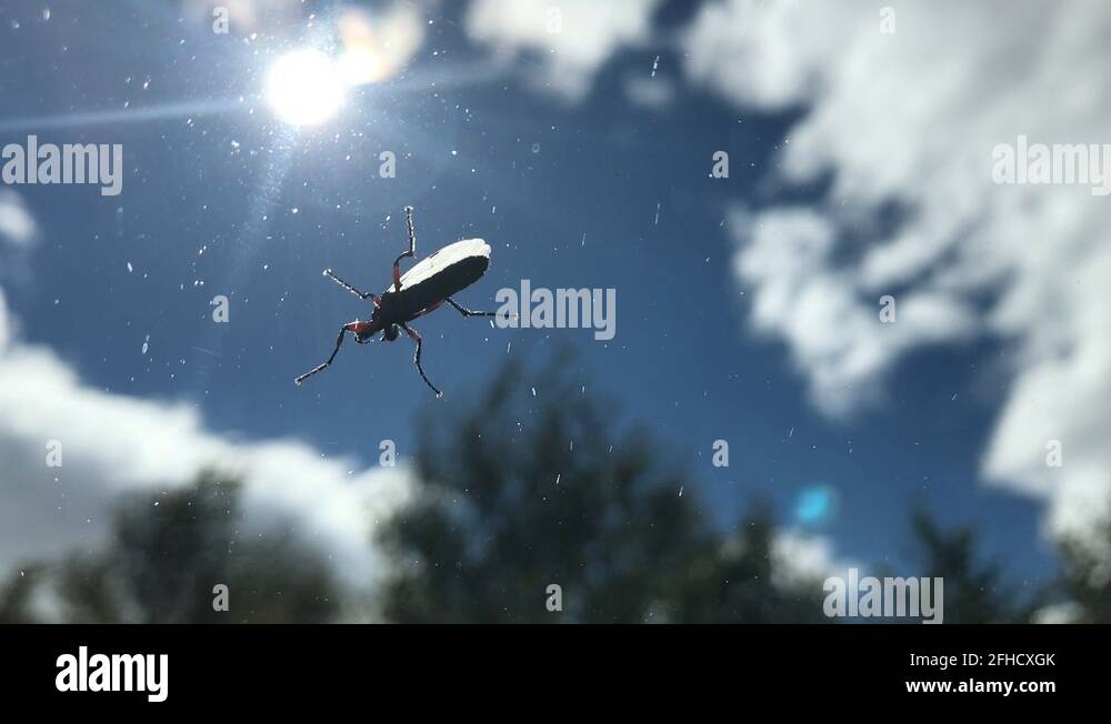 High flying bird Stock Videos & Footage - HD and 4K Video Clips - Alamy