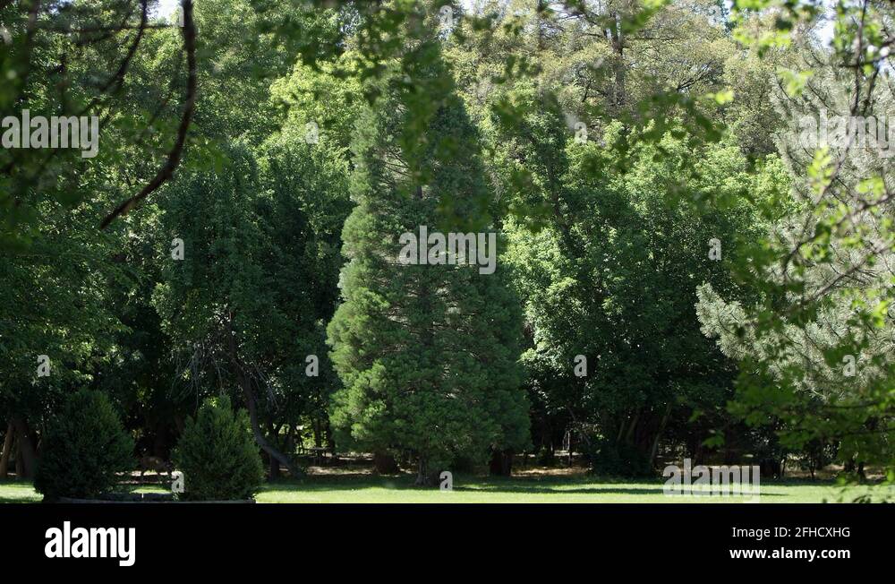 Deer floating Stock Videos & Footage - HD and 4K Video Clips - Alamy