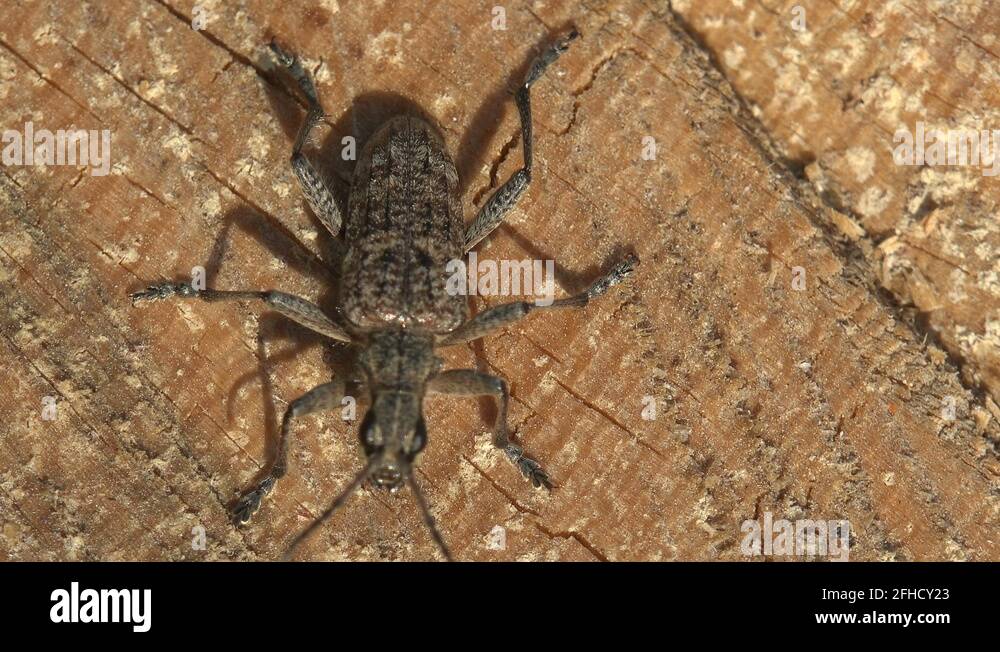 Insect pose Stock Videos & Footage - HD and 4K Video Clips - Alamy