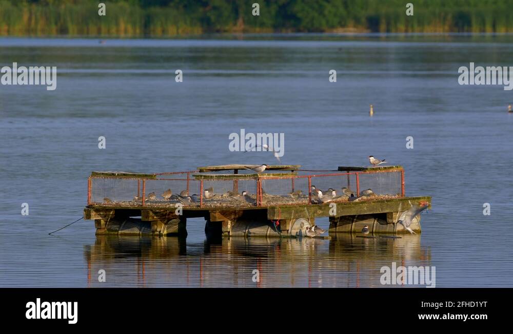 Tern nesting raft Stock Videos & Footage - HD and 4K Video Clips - Alamy
