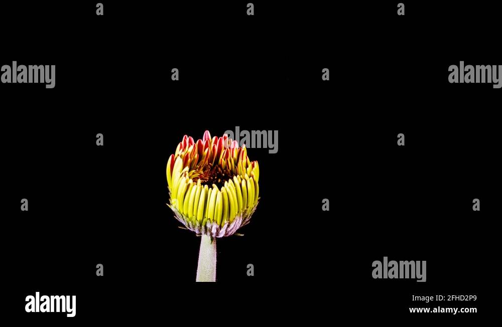 Composite flower head Stock Videos & Footage - HD and 4K Video Clips ...