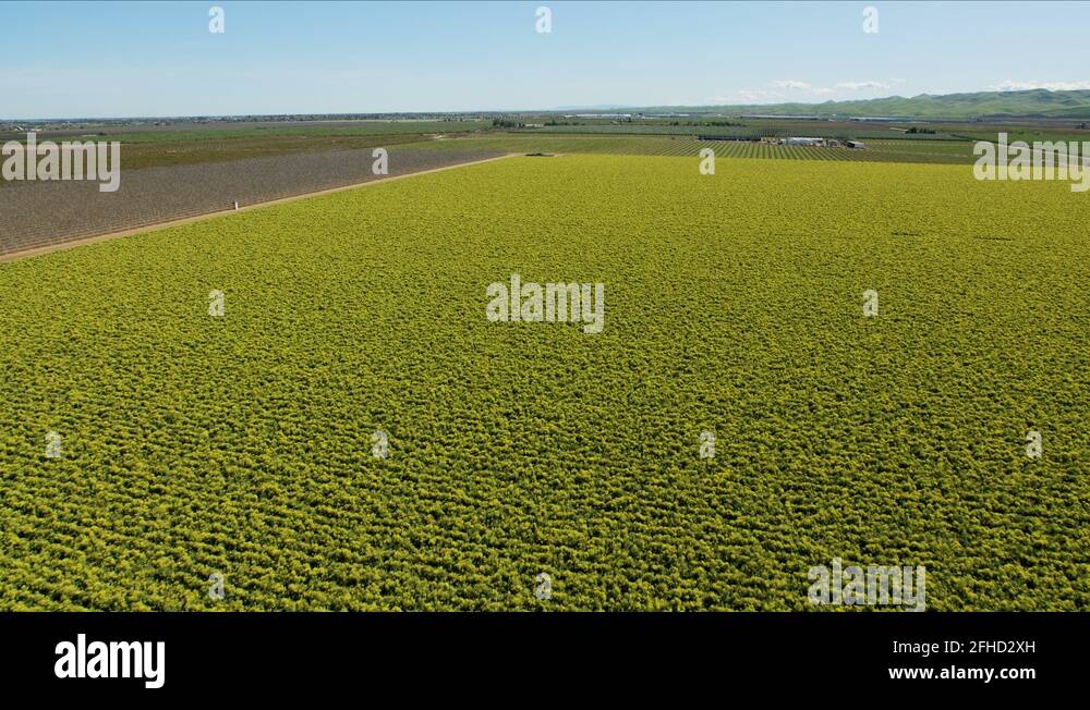 Crops cultivation Stock Videos & Footage - HD and 4K Video Clips - Alamy