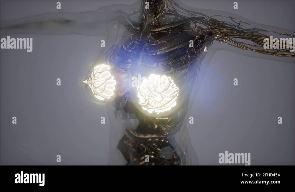 science anatomy of human body in x-ray with glow mammary gland Stock ...