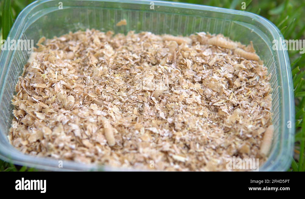Blowfly larvae Stock Videos & Footage - HD and 4K Video Clips - Alamy