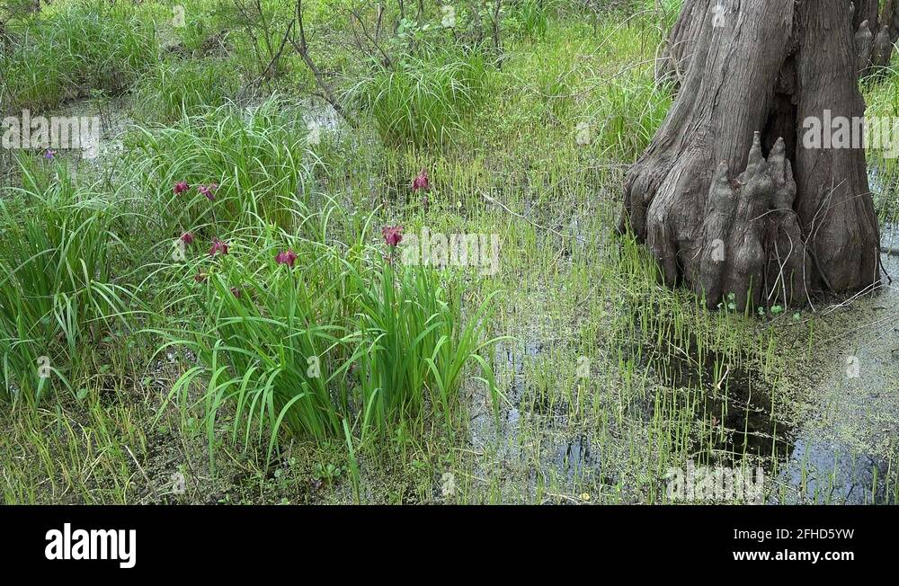 Iris tree Stock Videos & Footage - HD and 4K Video Clips - Alamy