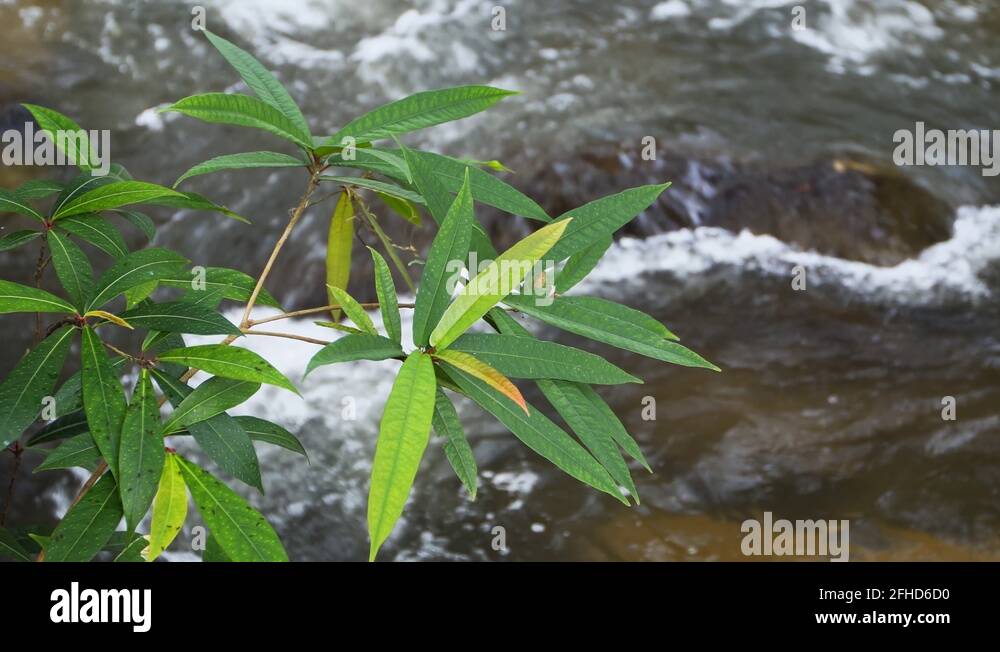 Tropical Plant Overhangs Mountain Stream in Thailand, with Sound Stock ...