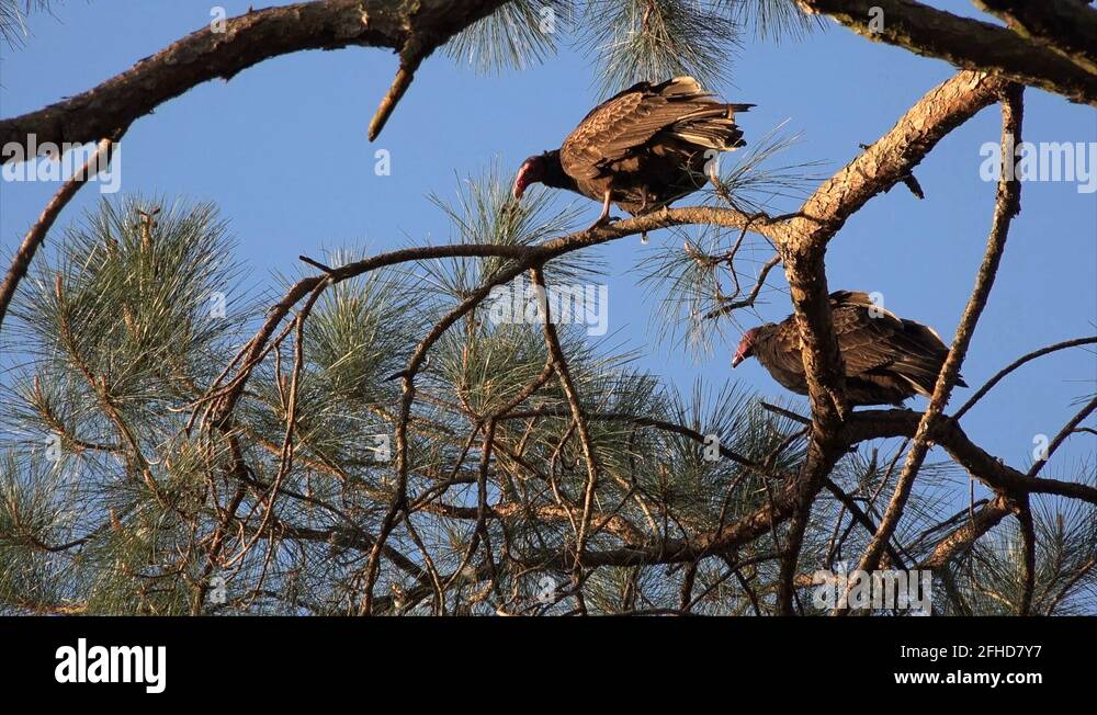 Turkey buzzards Stock Videos & Footage - HD and 4K Video Clips - Alamy
