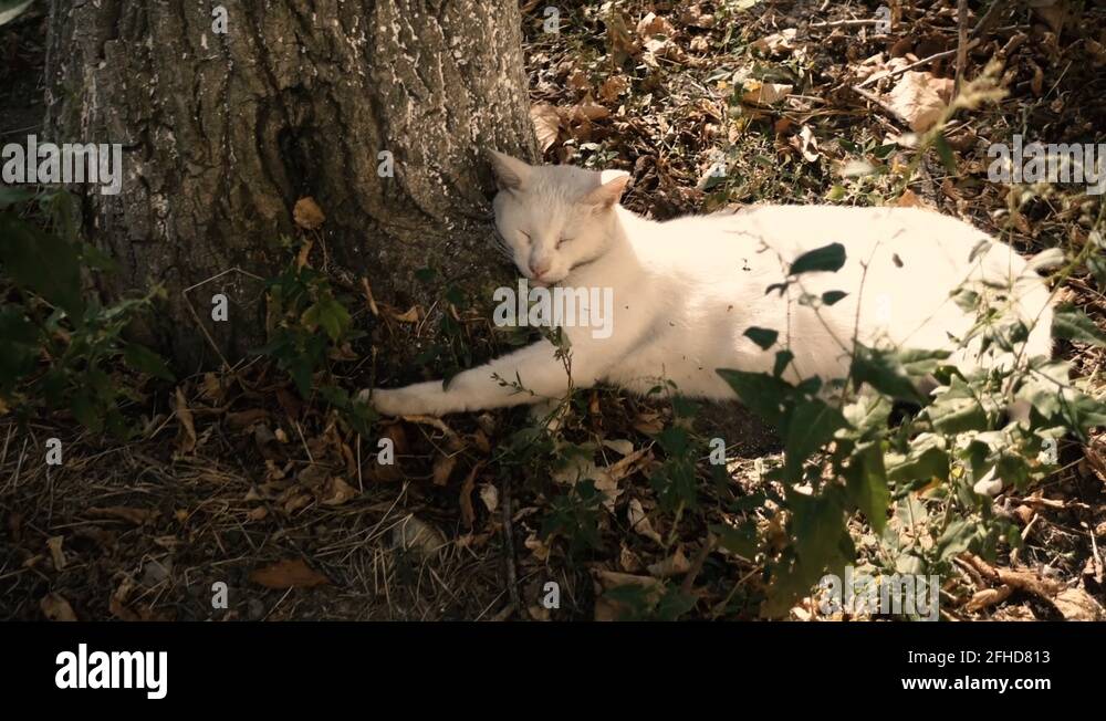 Sleeping cat under the sun Stock Videos & Footage - HD and 4K Video ...