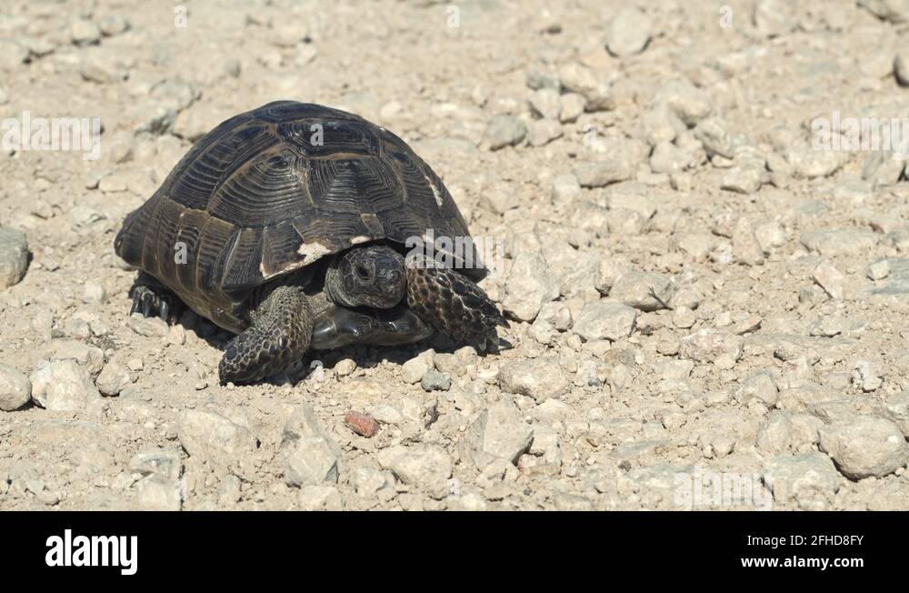 Land tortoise Stock Videos & Footage - HD and 4K Video Clips - Alamy