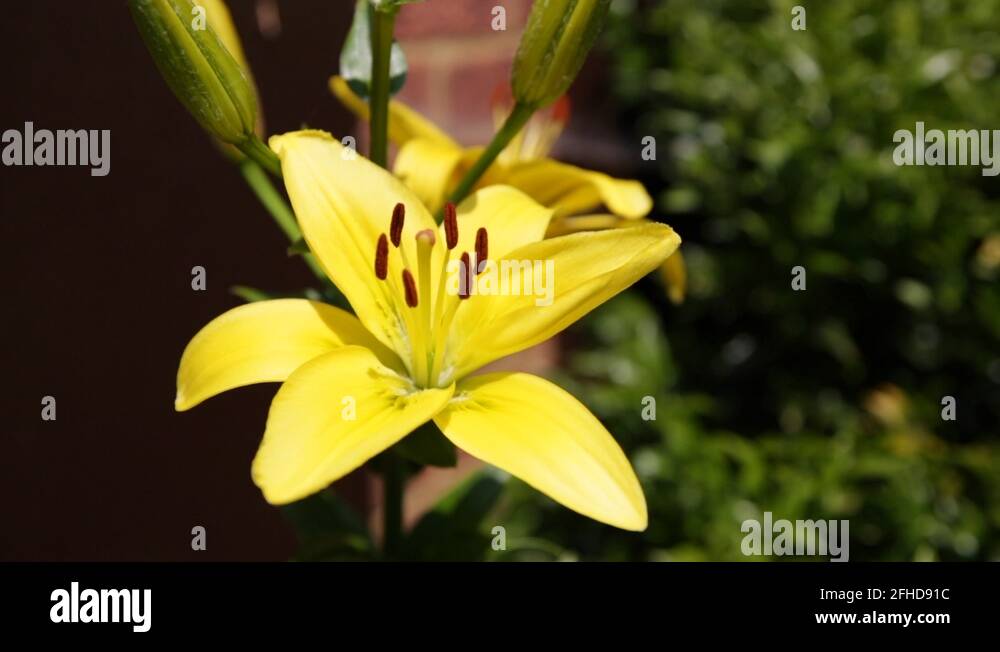 Stems of lily flower Stock Videos & Footage - HD and 4K Video Clips - Alamy