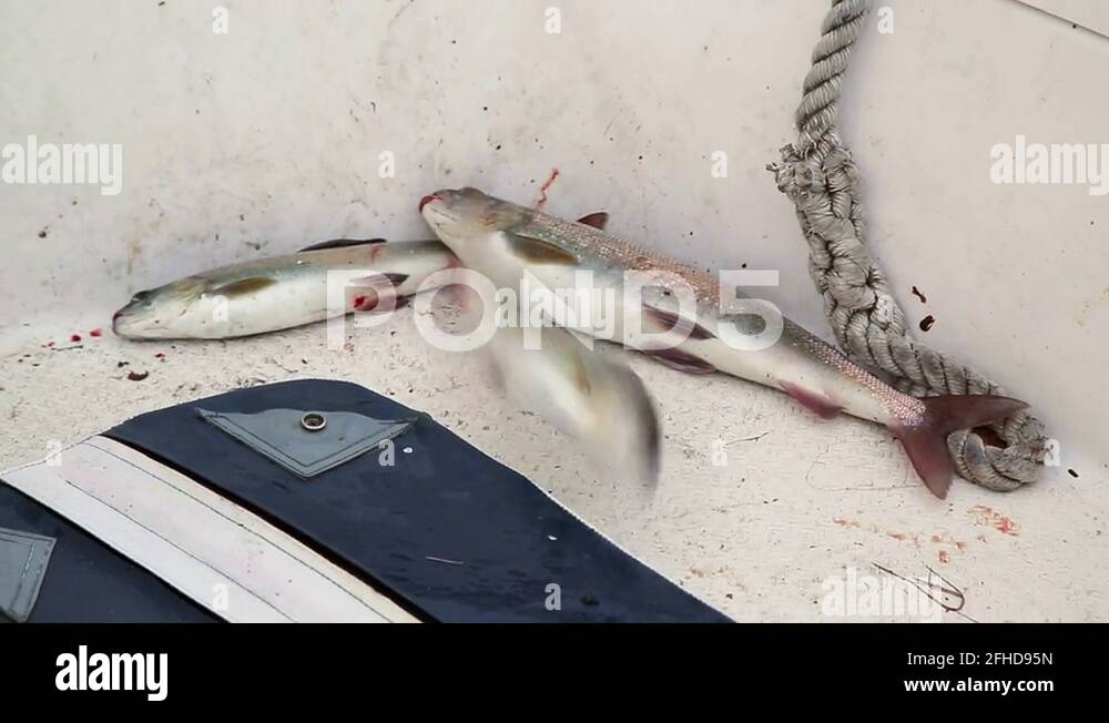 Baikal fish Stock Videos & Footage - HD and 4K Video Clips - Alamy