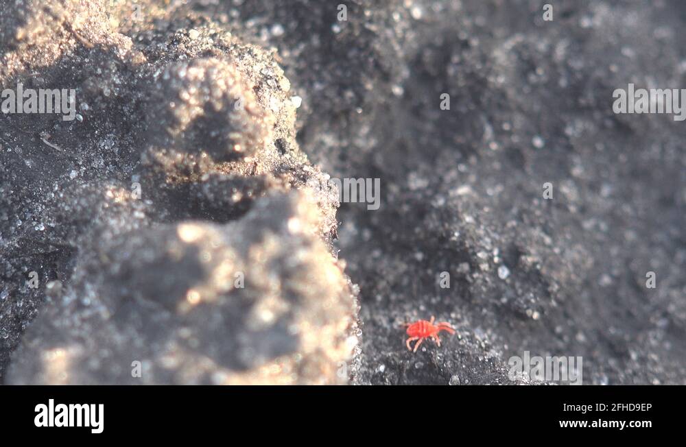 Red velvet mites Stock Videos & Footage - HD and 4K Video Clips - Alamy