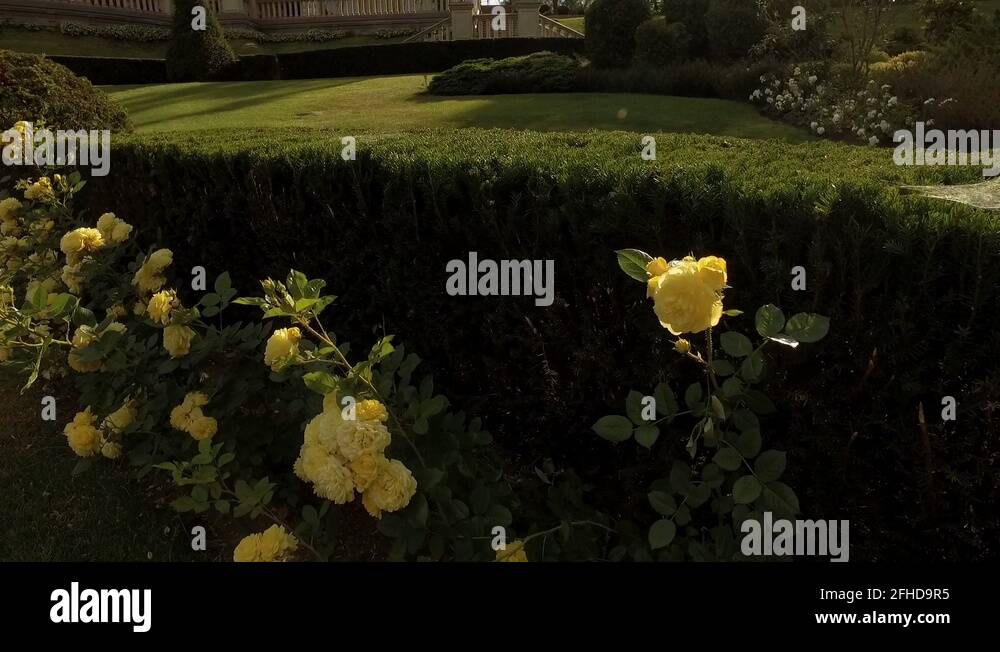 Formal shrub Stock Videos & Footage - HD and 4K Video Clips - Alamy