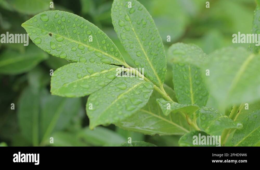Cherry laurel leaves prunus laurocerasus Stock Videos & Footage - HD ...