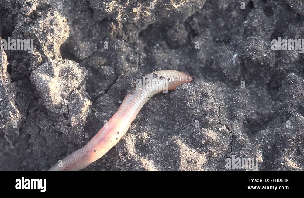 Earth worm Stock Videos & Footage - HD and 4K Video Clips - Alamy