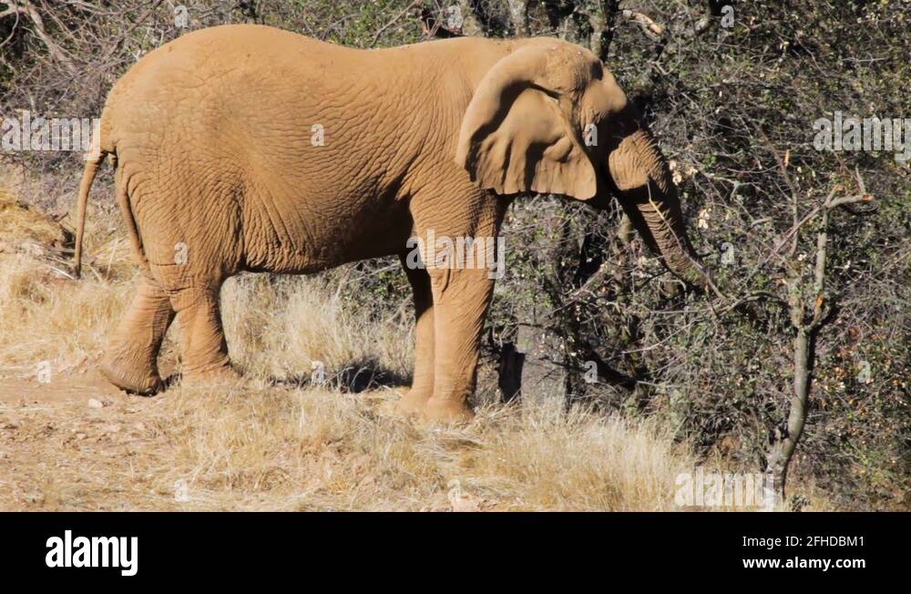 WS of Elephant picking leaves from tree and eating in sanctuary Stock ...