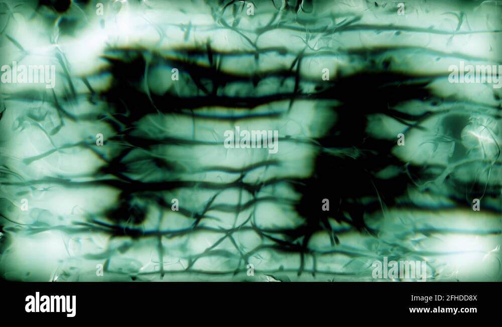 Animal brain Stock Videos & Footage - HD and 4K Video Clips - Alamy