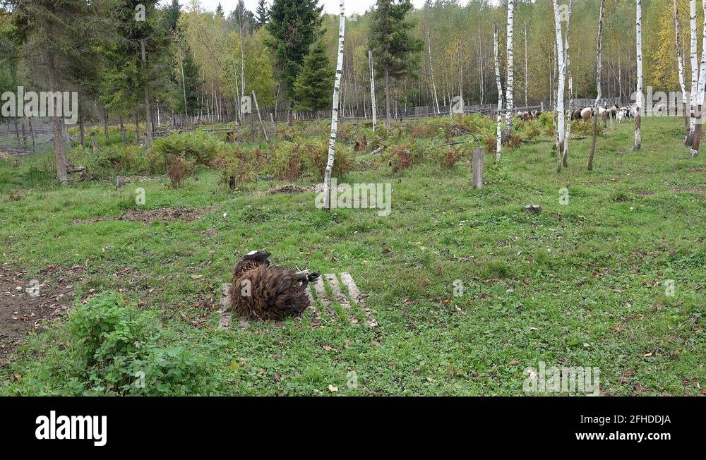 Prey lamb Stock Videos & Footage - HD and 4K Video Clips - Alamy