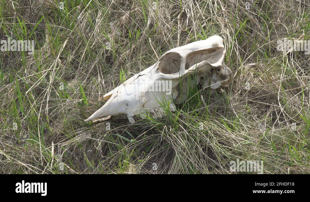 Animal decomposition Stock Videos & Footage - HD and 4K Video Clips - Alamy
