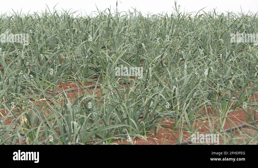 Leek crop Stock Videos & Footage - HD and 4K Video Clips - Alamy