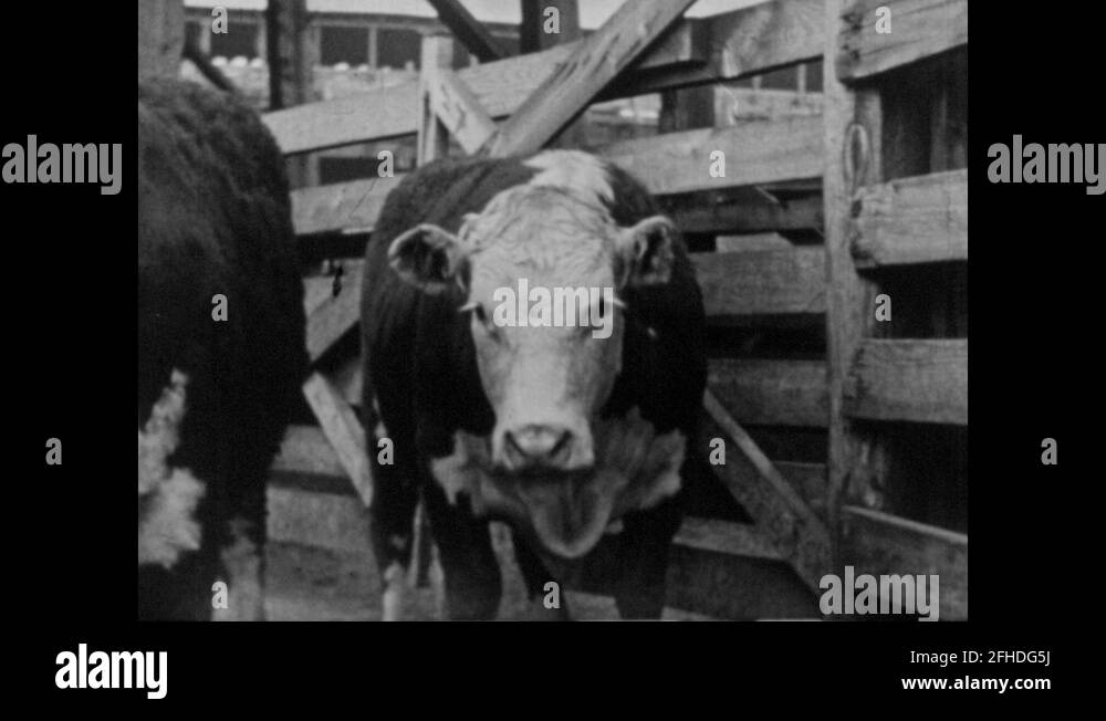 1950s: Cattle. Butcher prepares to cut hanging slab of meat Stock Video ...