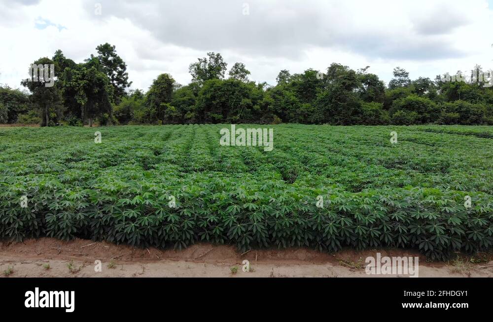 Cassava farm Stock Videos & Footage - HD and 4K Video Clips - Alamy