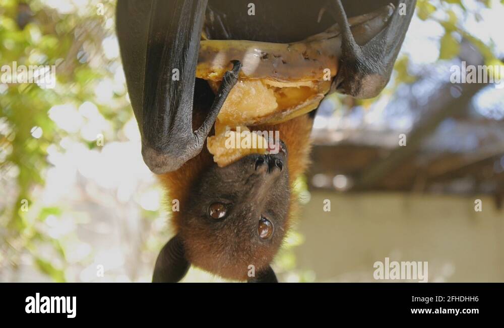Bat eating Stock Videos & Footage - HD and 4K Video Clips - Alamy