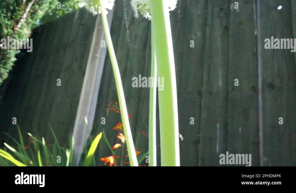 Plants for greenery Stock Videos & Footage - HD and 4K Video Clips - Alamy