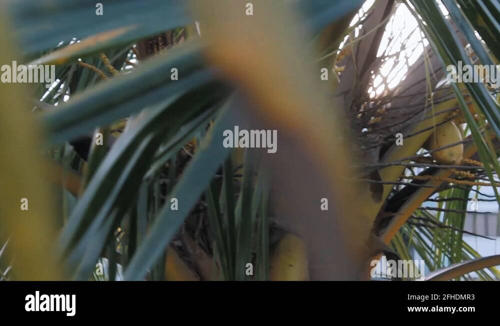 Coconuts in tree Stock Videos & Footage - HD and 4K Video Clips - Alamy