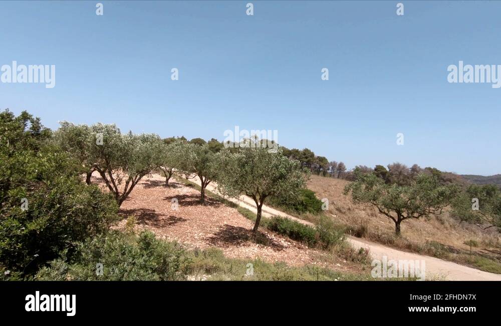 Olive Trees In Greece, Cinematic Reveal In 4K, European Rural Farming ...