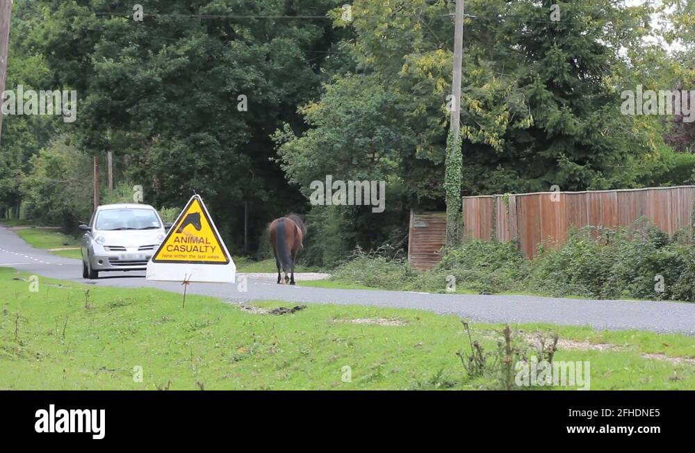 Do not touch sign animal Stock Videos & Footage - HD and 4K Video Clips ...