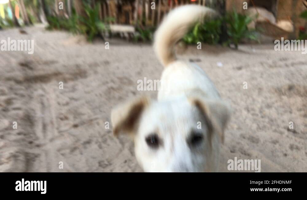 Stray dogs playing around at Nacpan Beach, El Nido, Palawan ...