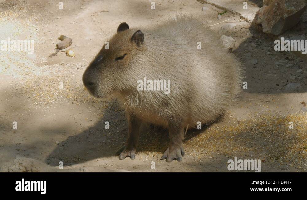 Capybara sitting Stock Videos & Footage - HD and 4K Video Clips - Alamy