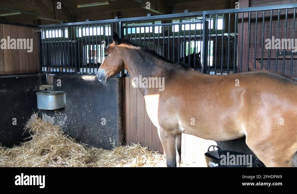 Pony stable Stock Videos & Footage - HD and 4K Video Clips - Alamy