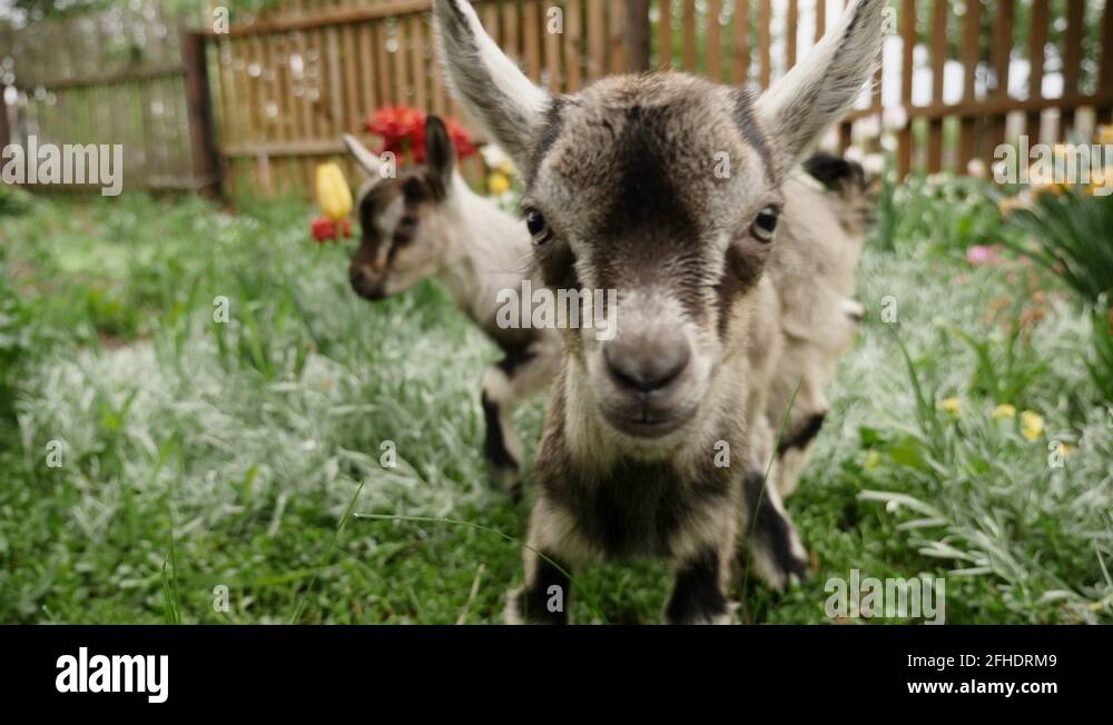 Fanny face Stock Videos & Footage - HD and 4K Video Clips - Alamy